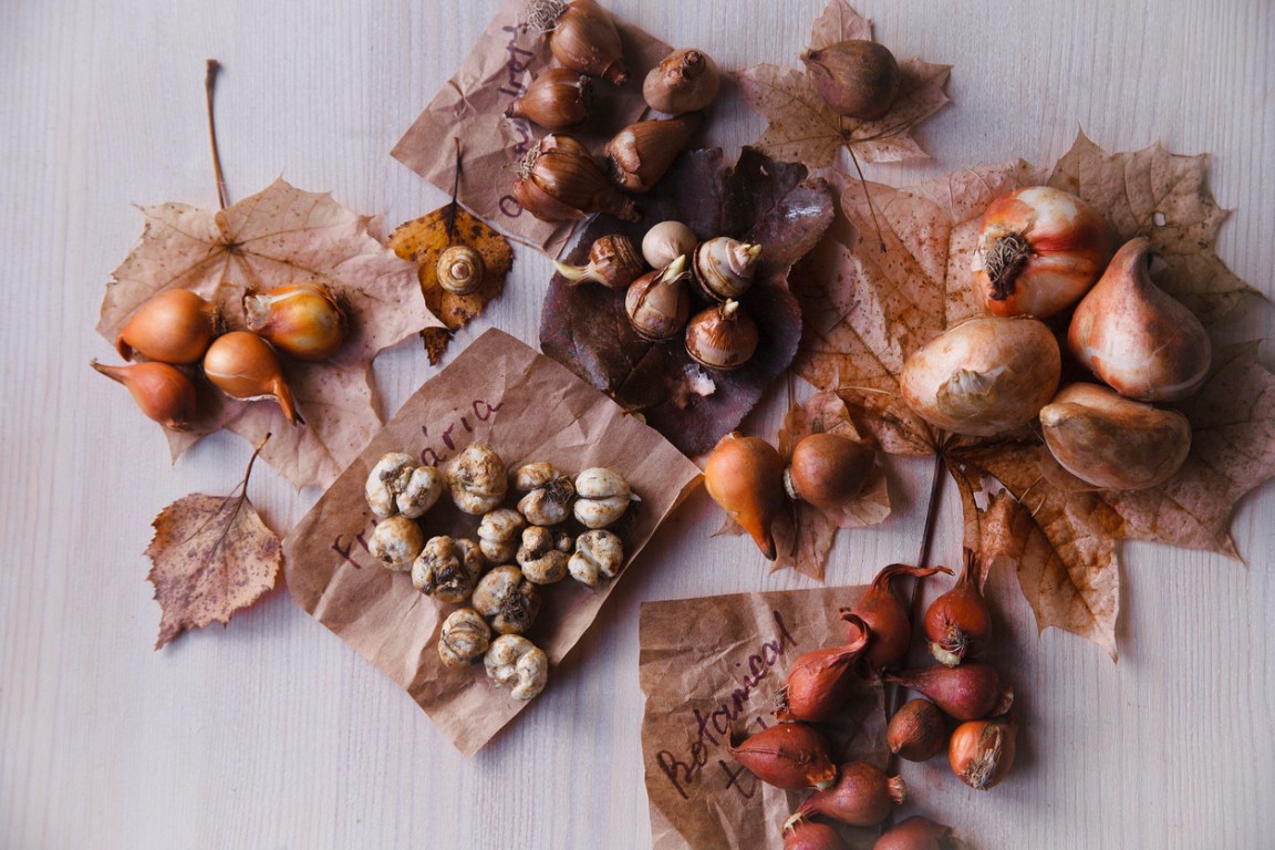 How to Plant Bulbs in Fall | Instructions + Supplies - Bob Vila