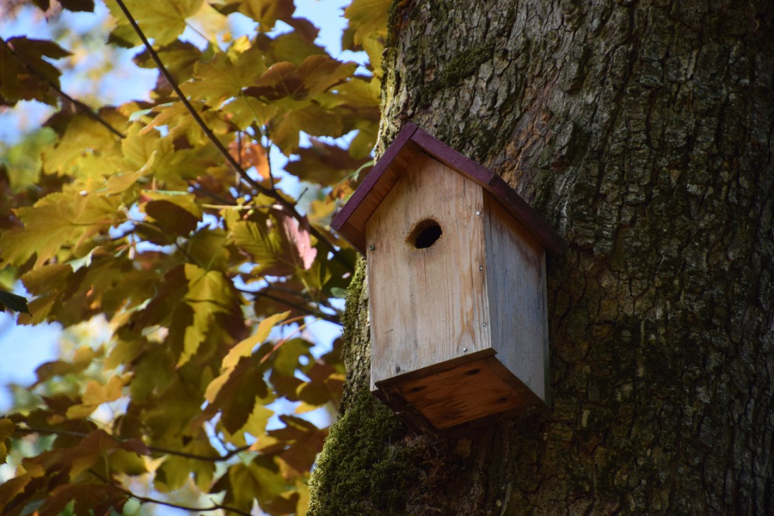 How to Build a Birdhouse | DIY Birdhouse | Easy Steps - Bob Vila