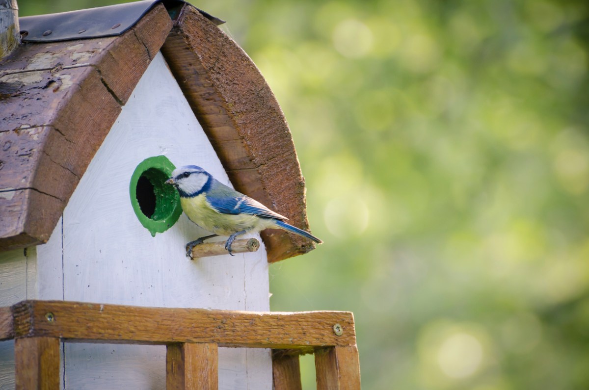 How to Build a Birdhouse | DIY Birdhouse | Easy Steps - Bob Vila