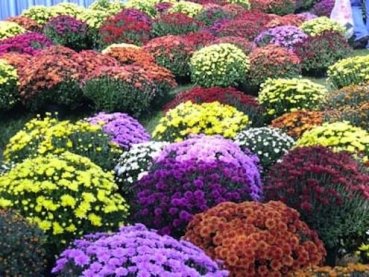 Fall Mums: How to Care for Autumn’s Hardy, Colorful Blooms — Bob Vila