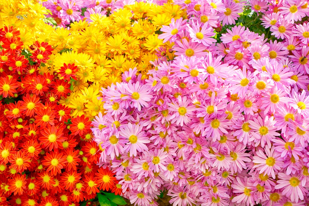 Fall Mums: How to Care for Autumn’s Hardy, Colorful Blooms — Bob Vila