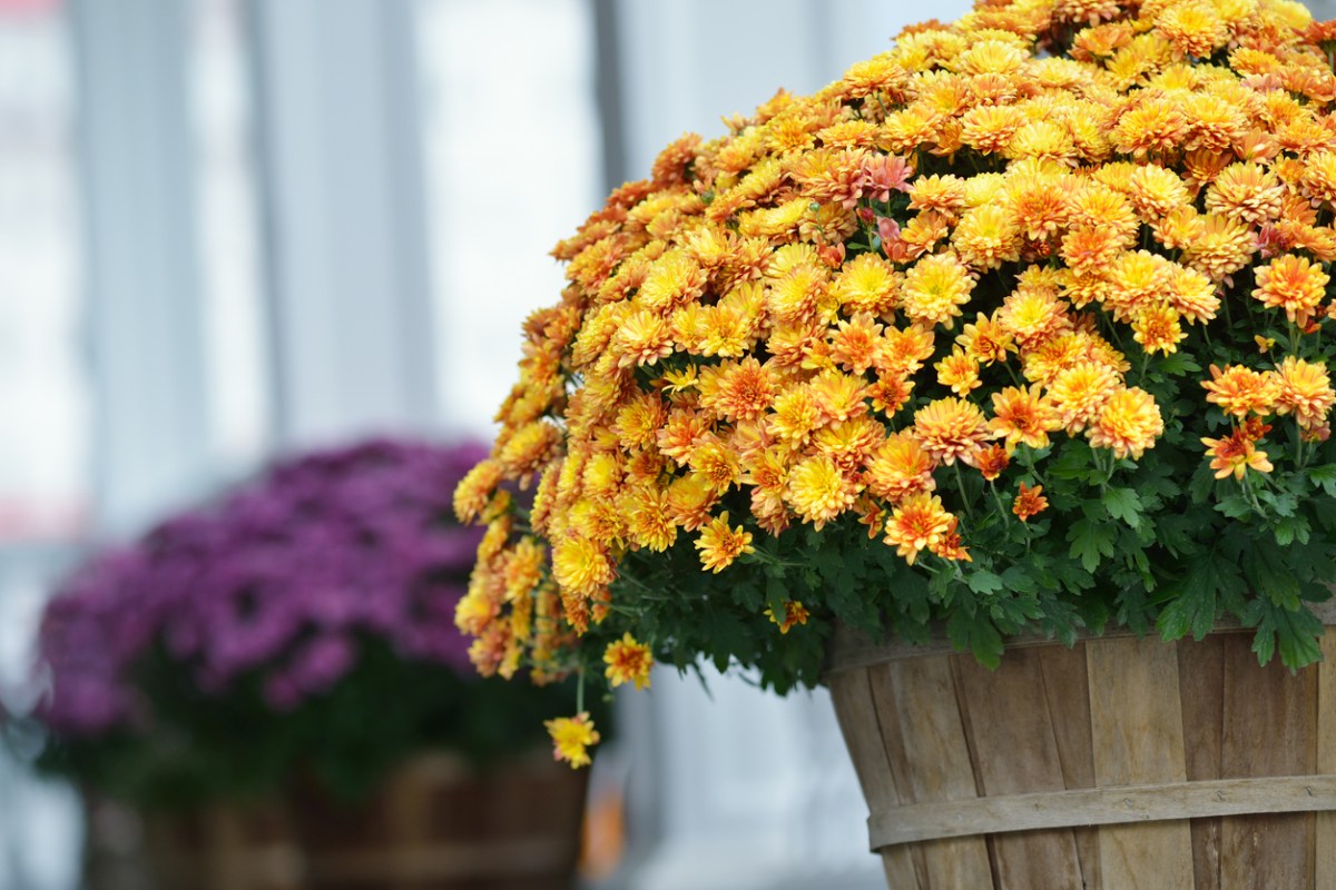 Fall Mums: How to Care for Autumn’s Hardy, Colorful Blooms — Bob Vila
