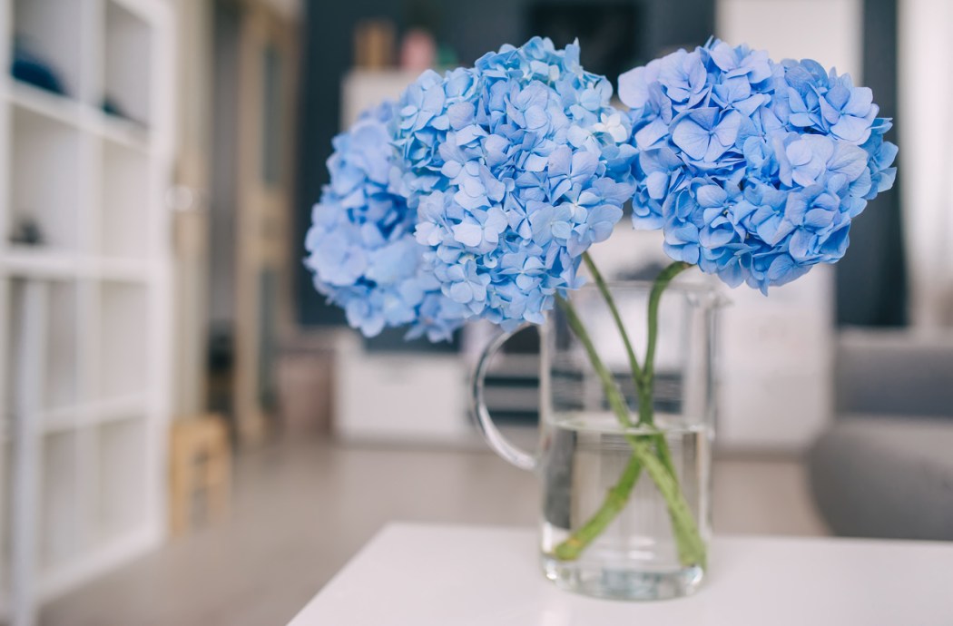 How to Dry Hydrangeas in 6 Simple Steps — Bob Vila