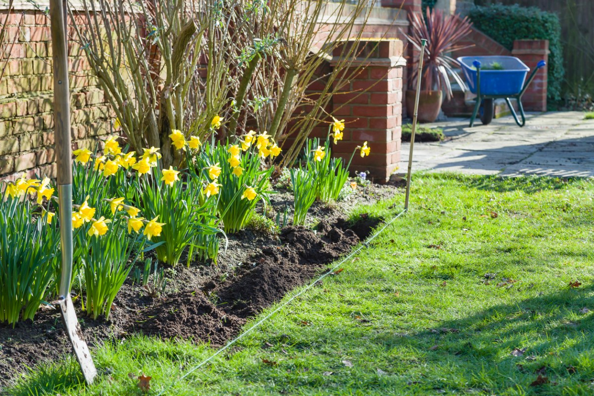 How to Plant and Care for Daffodils in Your Garden - Bob Vila
