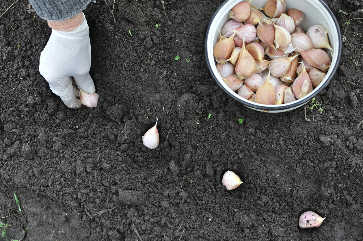How and When to Plant Garlic (The Basics) - Bob Vila