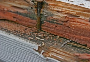 Termite Infestation: Top Tips for Prevention & Treatment - Bob Vila