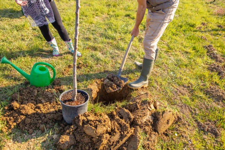 How to Plant a Tree | Watering, Mulching, Staking and More - Bob Vila