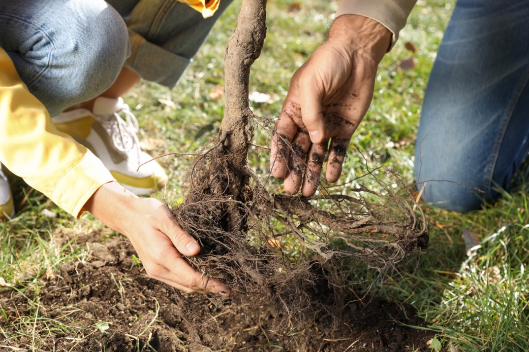 How to Plant a Tree | Watering, Mulching, Staking and More - Bob Vila