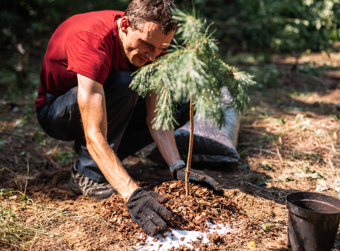 How to Plant a Tree | Watering, Mulching, Staking and More - Bob Vila