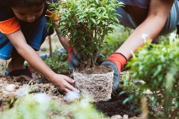 How to Plant a Tree | Watering, Mulching, Staking and More - Bob Vila