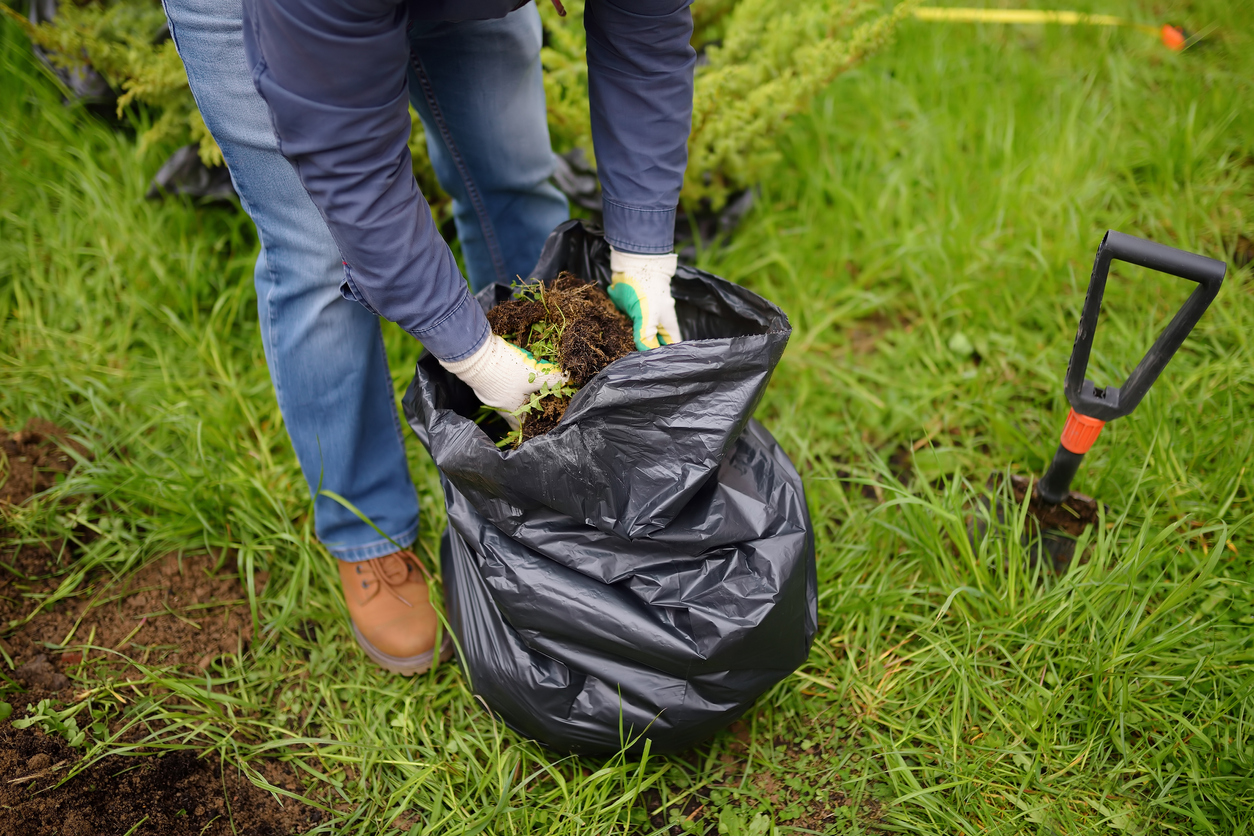 How to Plant a Bush or Shrub - Bob Vila