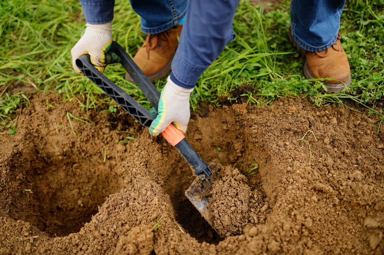 How to Plant a Bush or Shrub - Bob Vila
