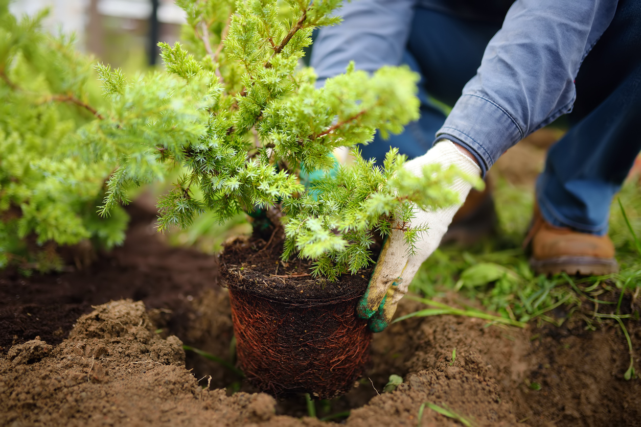 How to Plant a Bush or Shrub - Bob Vila