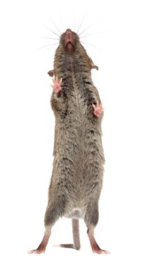 Homemade Mouse Trap (Easy DIY Project) - Bob Vila