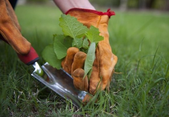 Spring Lawn Care - 7 Best Steps to Start the Season - Bob Vila