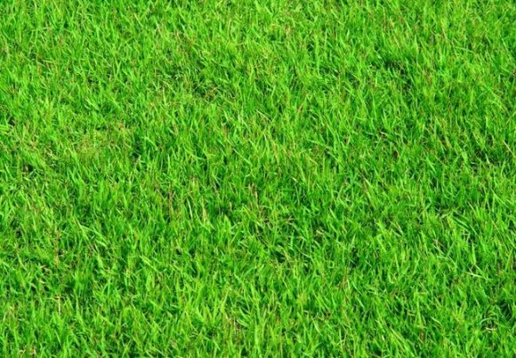 Homemade Fertilizer for Lawns - How to DIY Your Own Formula - Bob Vila