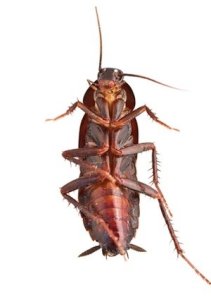 How to Get Rid of Roaches: Extermination and Prevention - Bob Vila