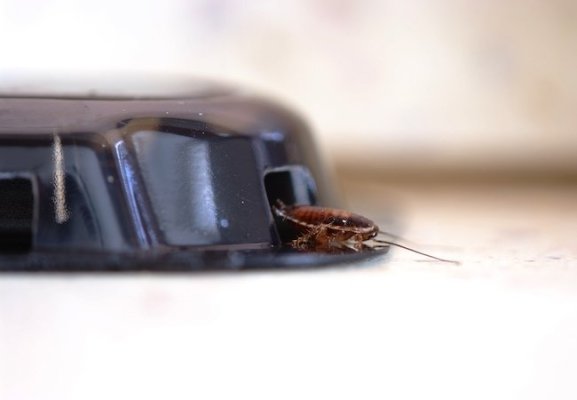 How to Get Rid of Roaches: Extermination and Prevention - Bob Vila