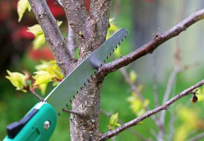 How to Prune a Tree (DIYer's Guide) - Bob Vila