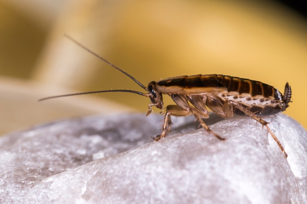 How to Get Rid of Roaches: Extermination and Prevention - Bob Vila