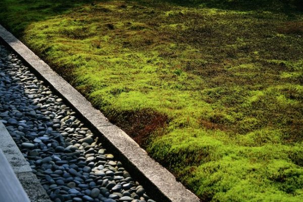 How to Grow Moss - Bob Vila