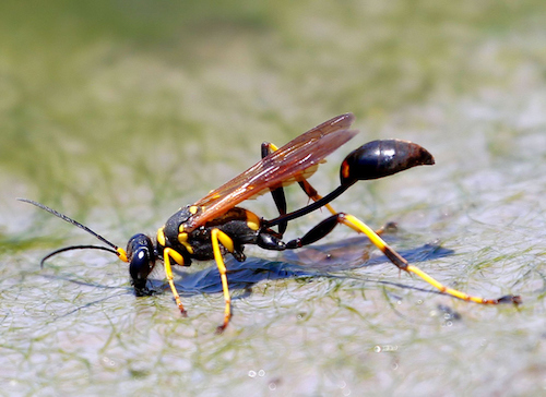 How to Get Rid of Wasps and Prevent Future Nests