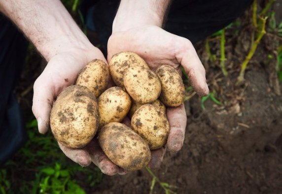 7 Crucial Things to Know About the Kratky Method of Gardening - Bob Vila