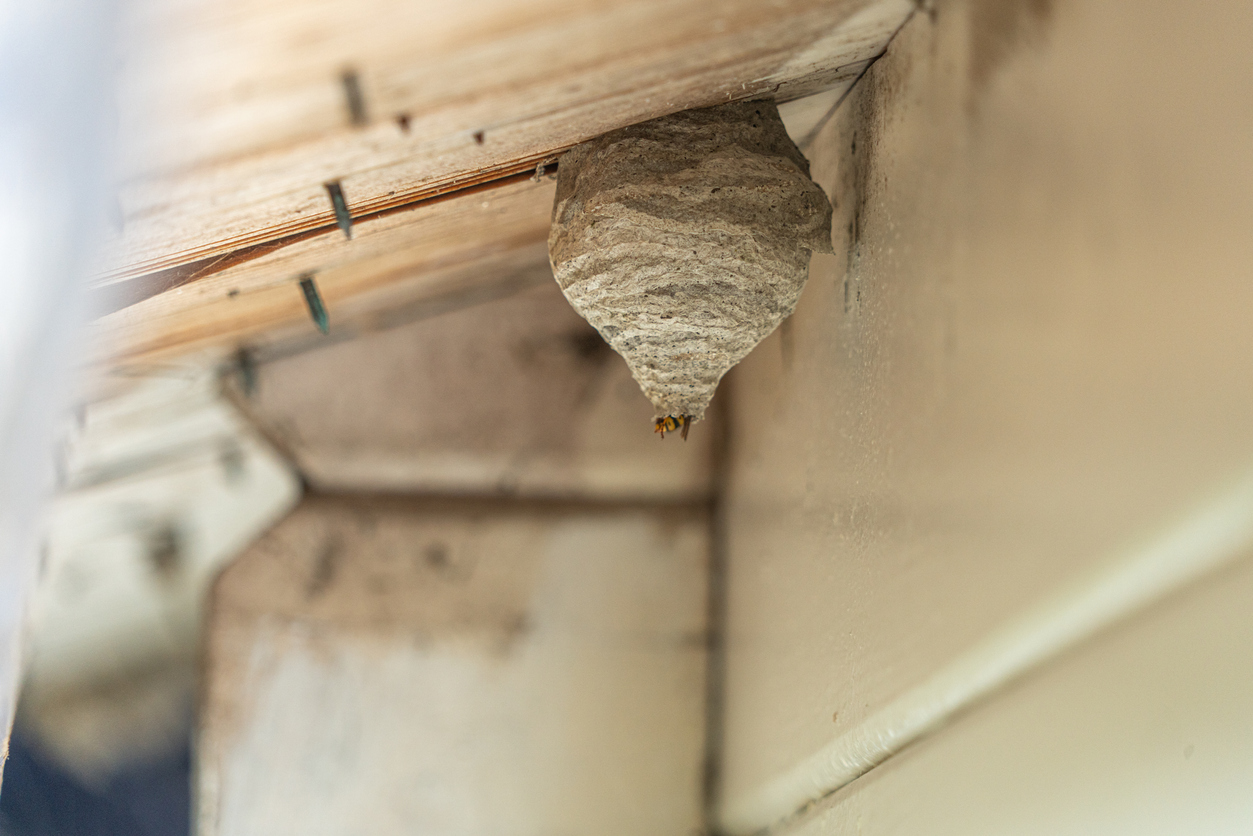 How to Get Rid of Wasps and Prevent Future Nests
