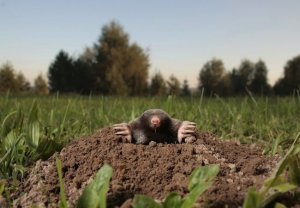 How to Get Rid of Moles: A Step-by-Step Guide