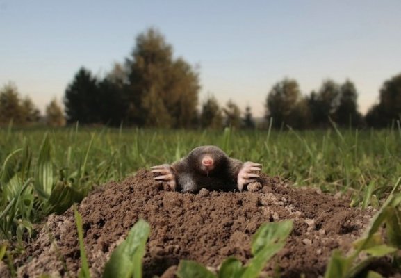 How to Get Rid of Moles: A Step-by-Step Guide