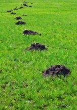 How to Get Rid of Moles: A Step-by-Step Guide - Bob Vila