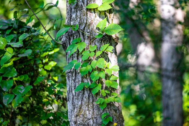 What Does Poison Sumac Look Like? Everything You Need To Know About ...