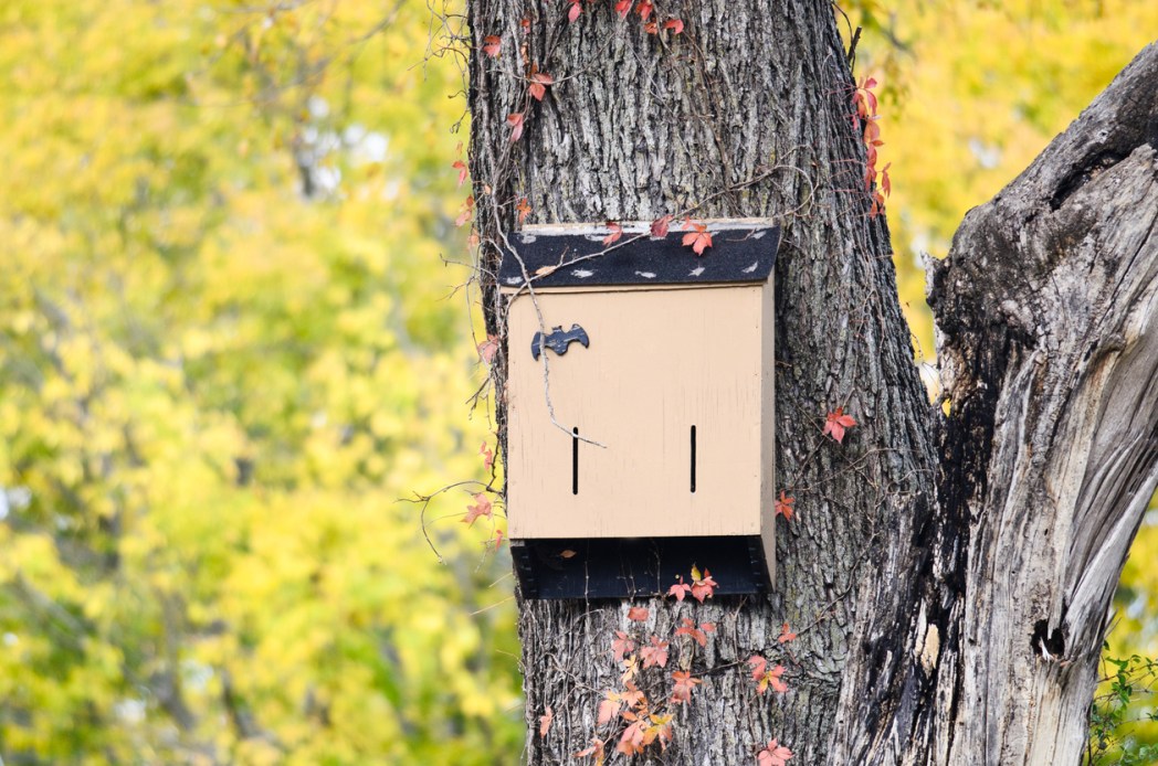 How to Get Rid of Bats—and Keep Them Out of Your House
