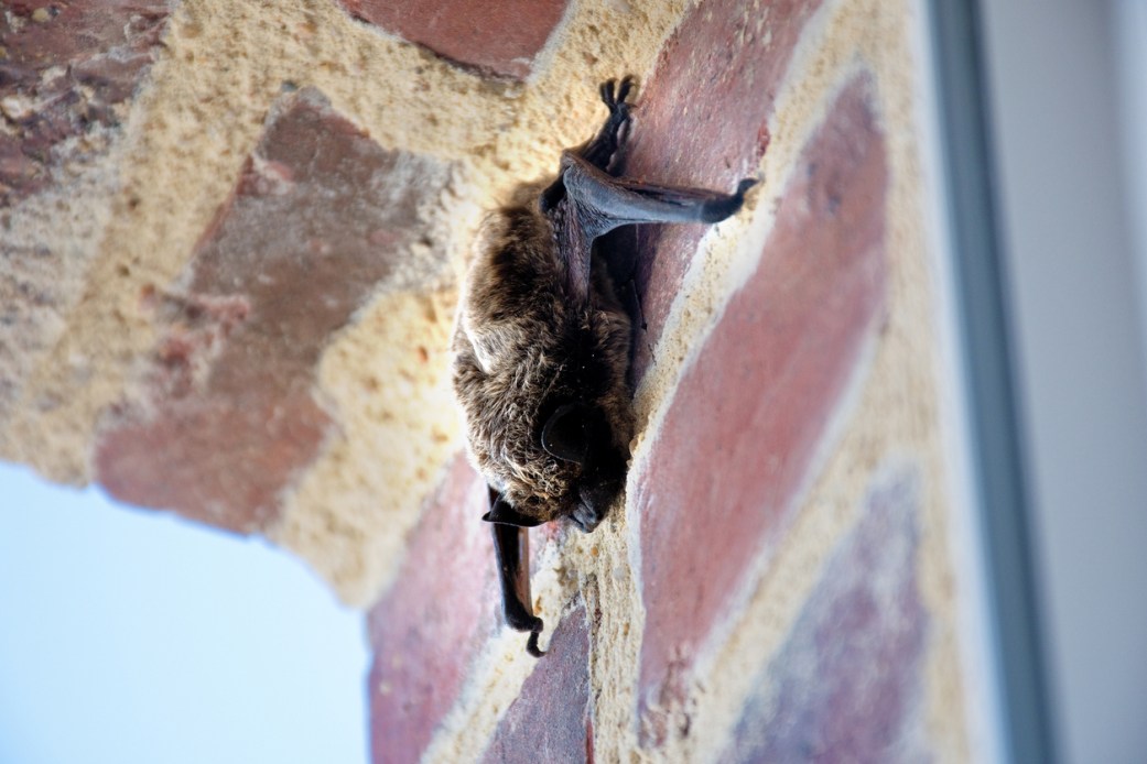 How to Get Rid of Bats—and Keep Them Out of Your House