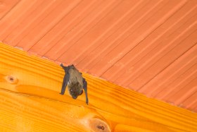 How to Get Rid of Bats—and Keep Them Out of Your House