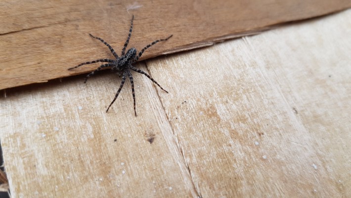 How to Get Rid of Spiders and Keep Them Out of Your Home - Bob Vila