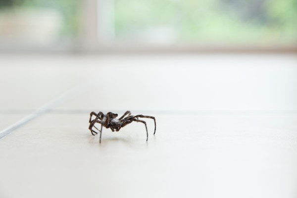 How to Get Rid of Spiders Inside the Home