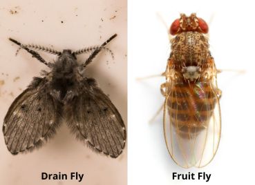 How to Get Rid of Drain Flies | Drain Fly Prevention