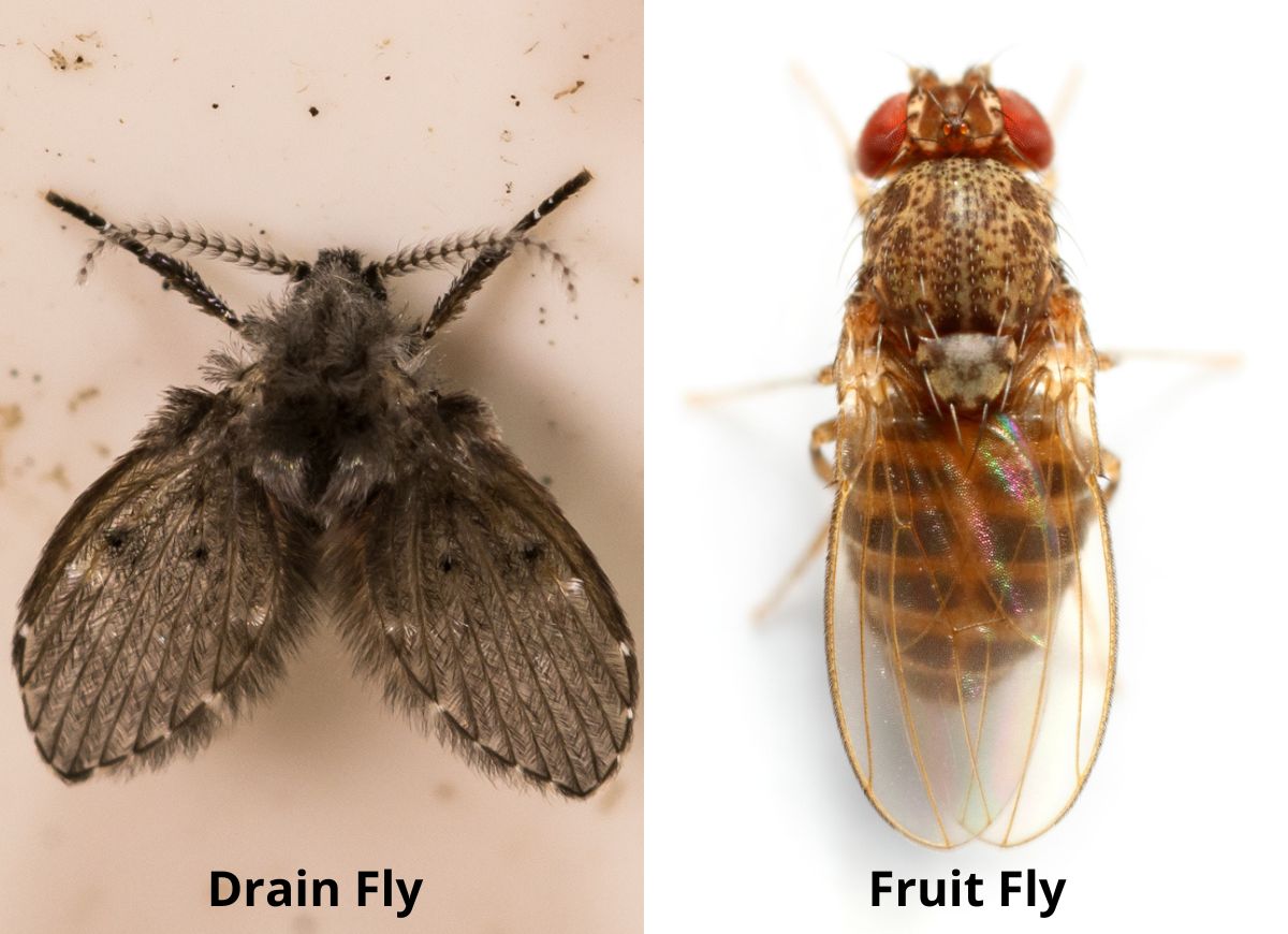 How to Get Rid of Drain Flies | Drain Fly Prevention - Bob Vila