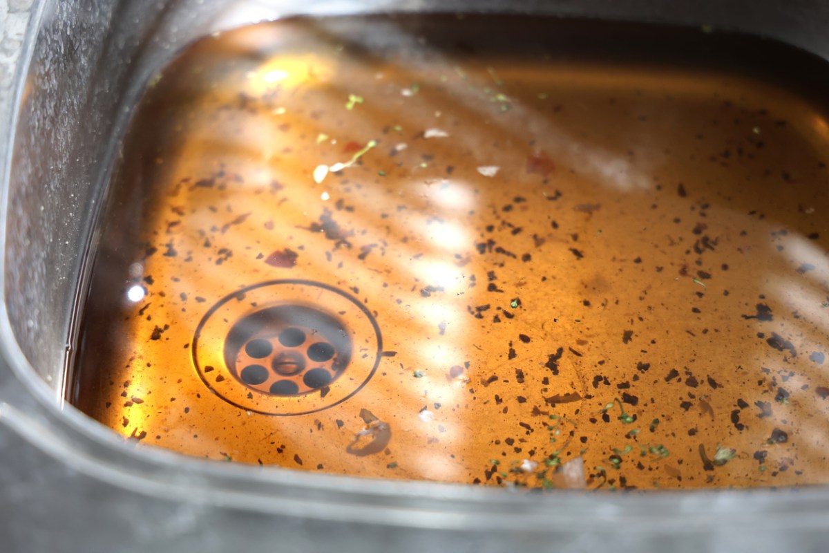 How to Get Rid of Drain Flies | Drain Fly Prevention