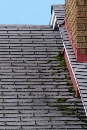 How to Remove Moss from Roof - Bob Vila