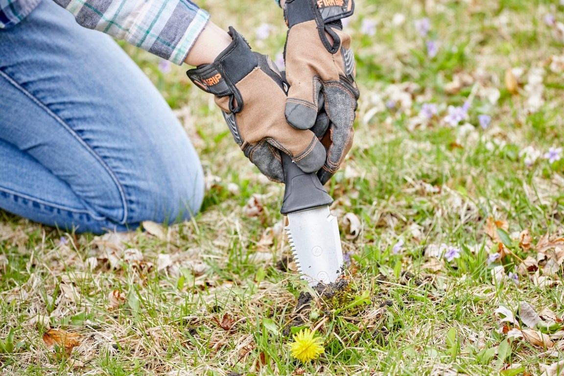 How to Get Rid of Dandelions—and Why You Might Want To