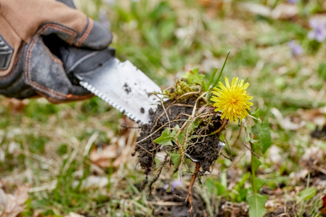 How to Get Rid of Dandelions—and Why You Might Want To