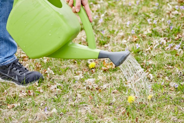 How to Get Rid of Dandelions—and Why You Might Want To