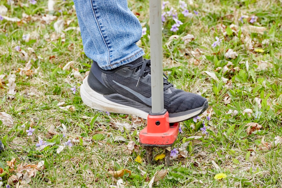 How to Get Rid of Dandelions—and Why You Might Want To