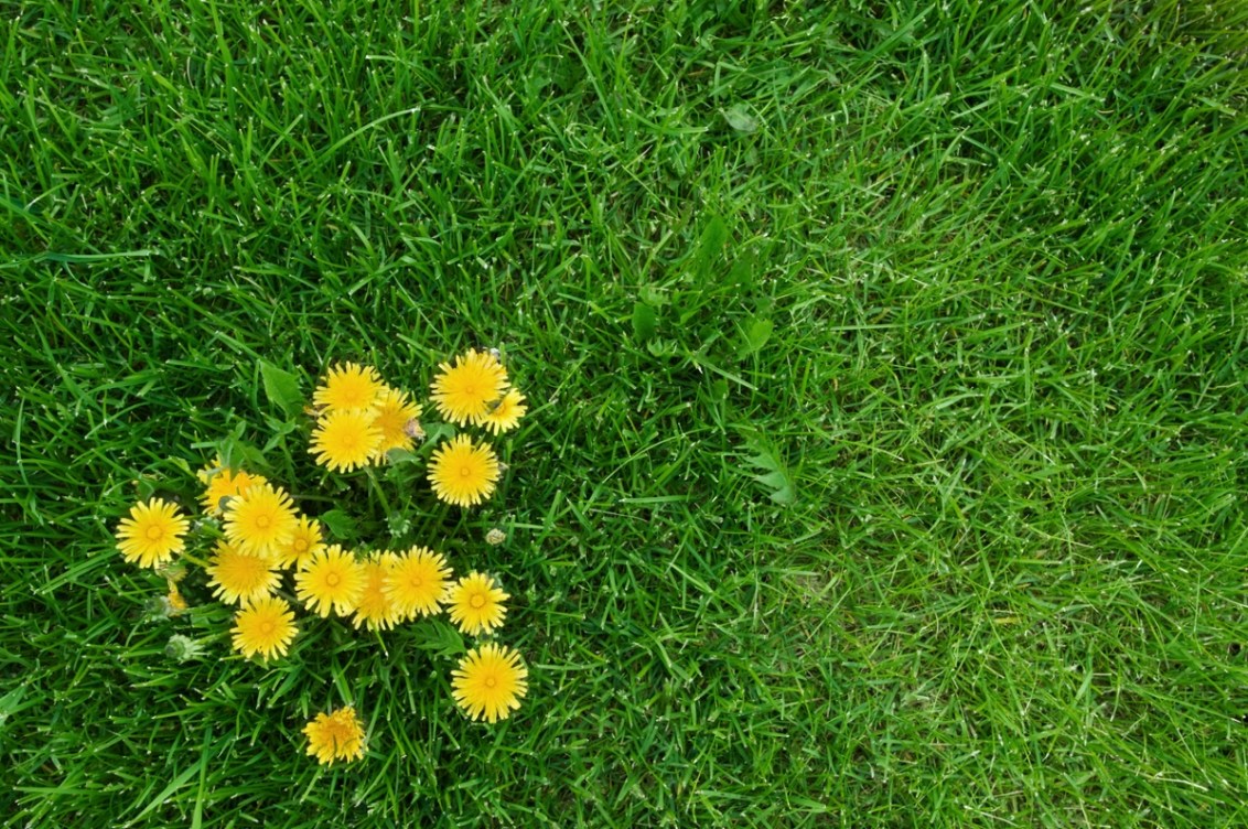How to Get Rid of Dandelions—and Why You Might Want To
