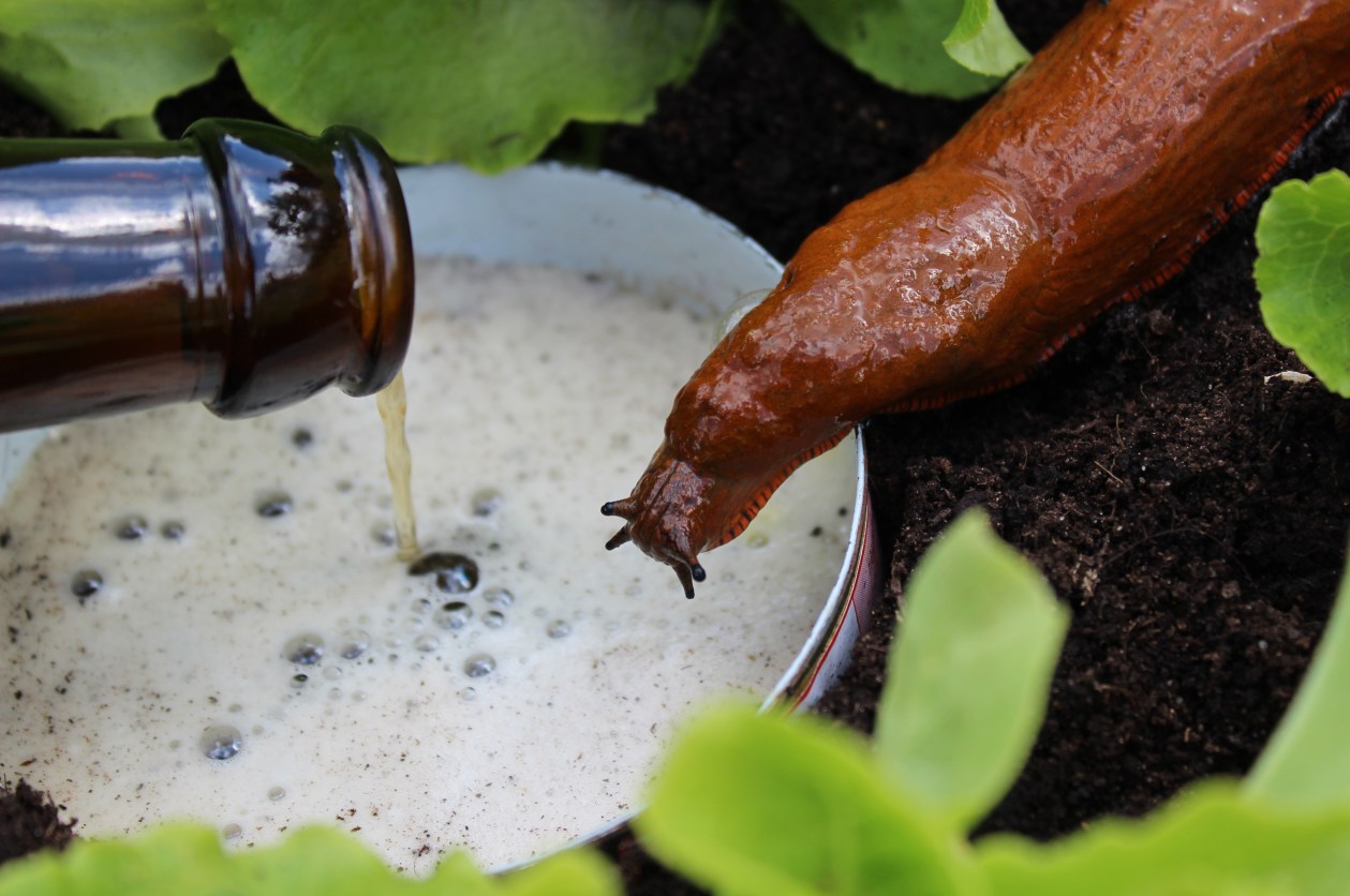 How to Get Rid of Slugs: 5 Methods That Work