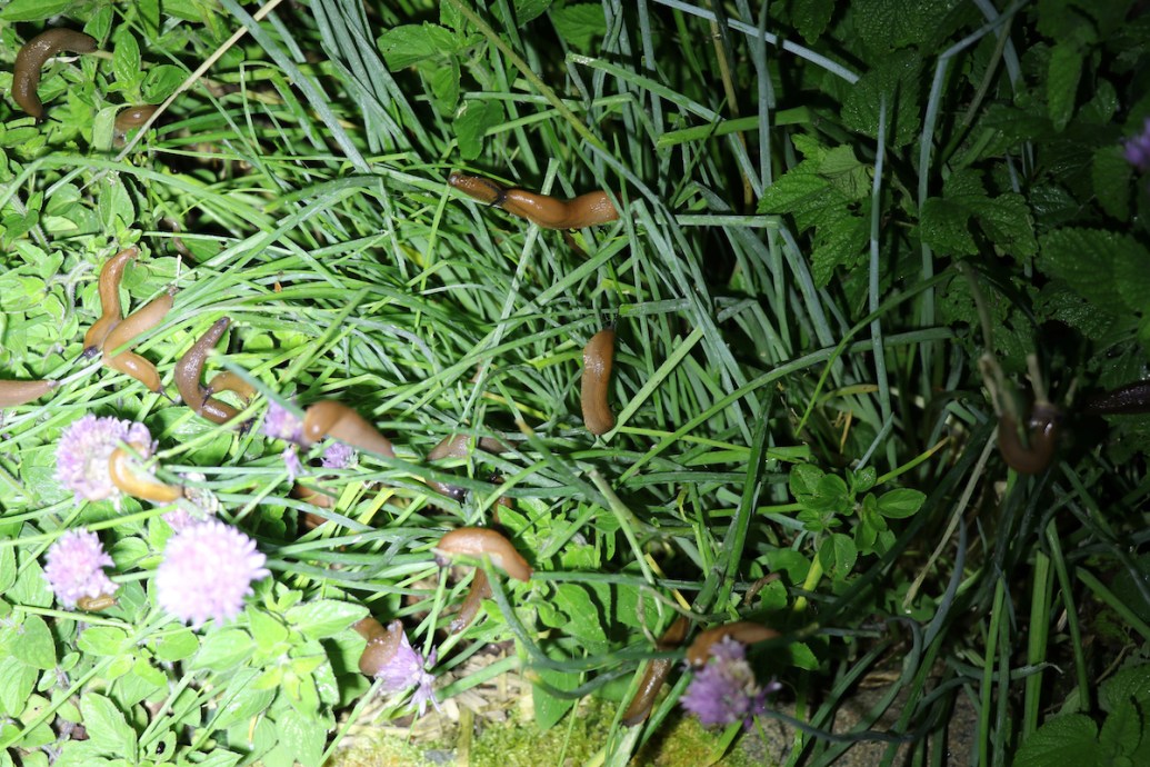 How to Get Rid of Slugs: 5 Methods That Work