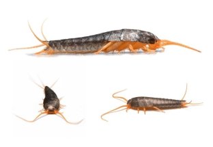 How to Get Rid of Silverfish - Bob Vila