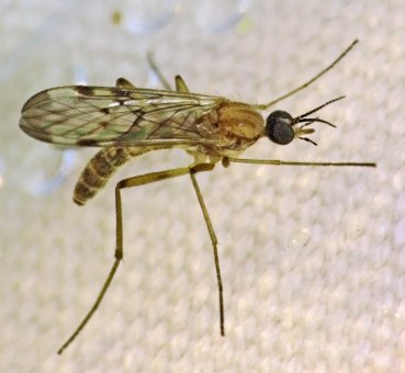 17 Easy and Effective Ways to Get Rid of Gnats, Indoors and Out